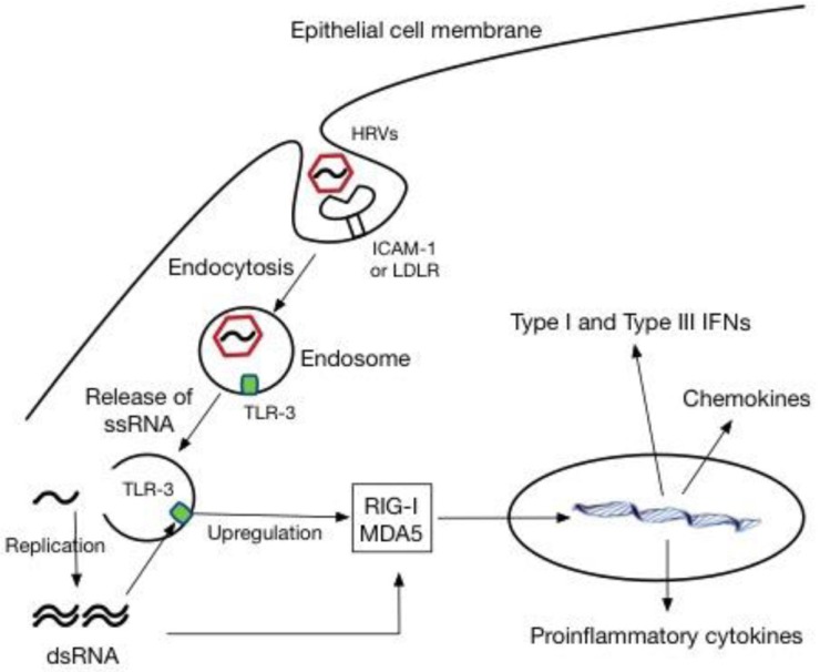 Rhinovirus and childhood asthma: an update